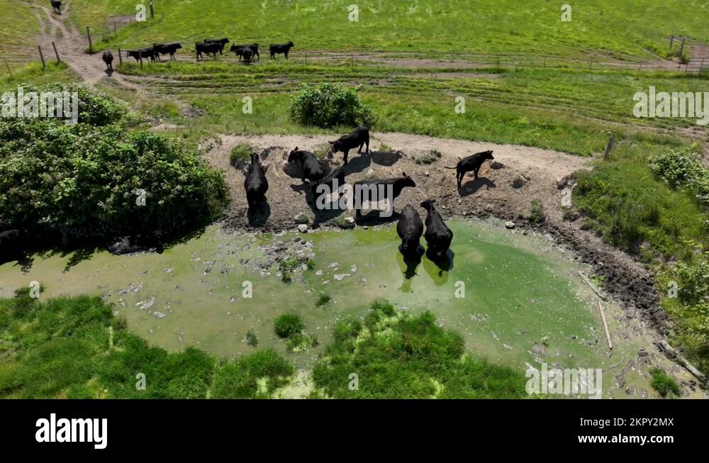 Cooling cows Stock Videos & Footage - HD and 4K Video Clips - Alamy
