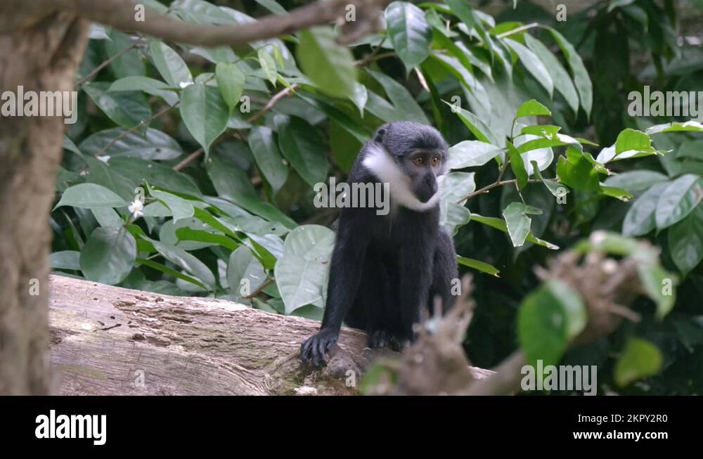 L'Hoest's Monkey, Or Mountain Monkey, Sitting On A Tree Log In The ...
