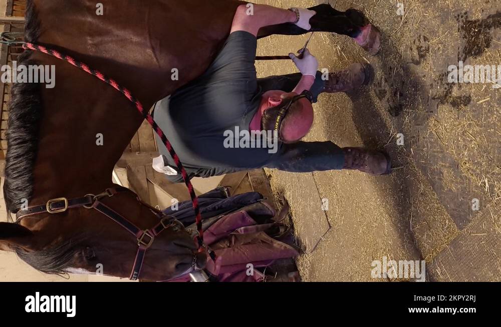 Veterinary examination horse Stock Videos & Footage - HD and 4K Video ...