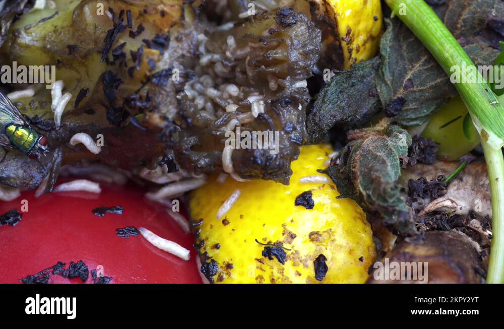 Rotten fast food Stock Videos & Footage - HD and 4K Video Clips - Alamy