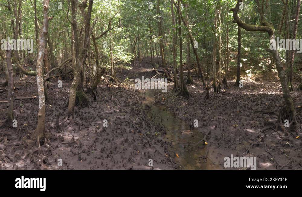 Mangrove swamp in daintree rainforest Stock Videos & Footage - HD and ...
