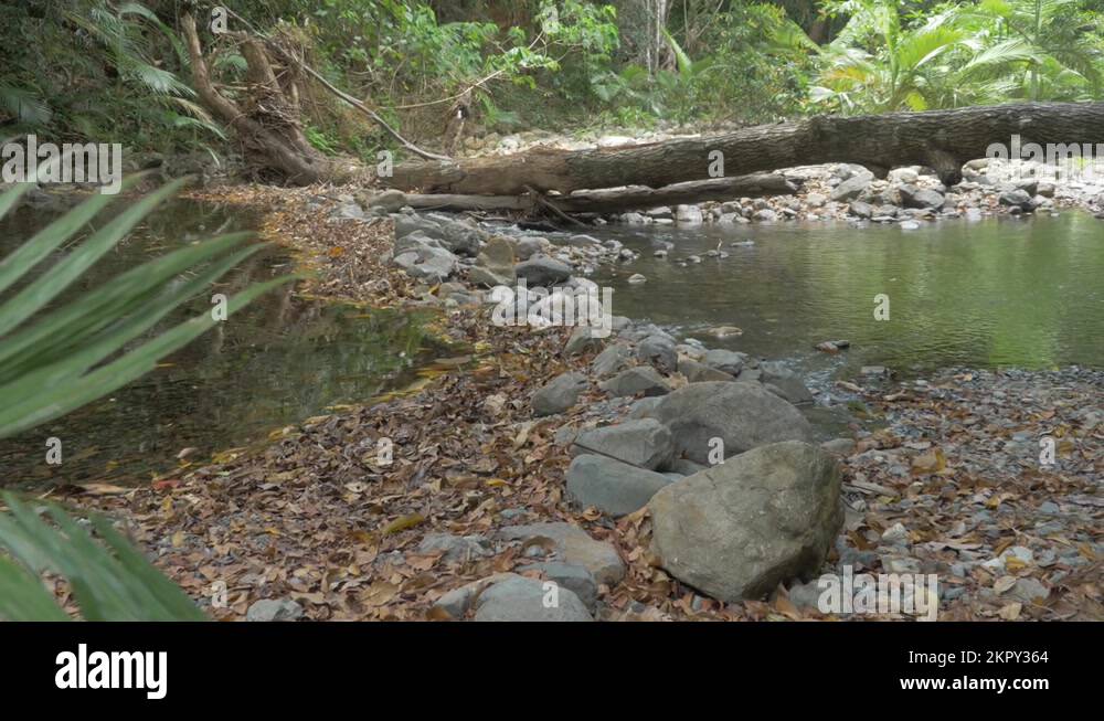 Fallen Tree Trunk Lying On Flowing River In Daintree Rainforest, Cape ...