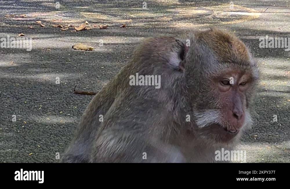Stressed monkey Stock Videos & Footage - HD and 4K Video Clips - Alamy
