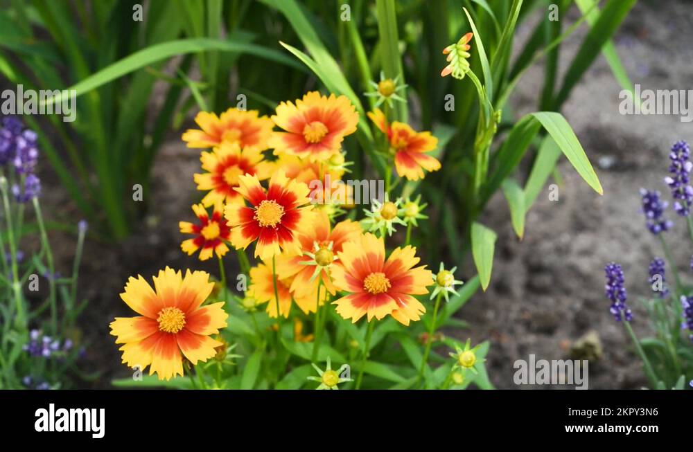 Red yellow plants Stock Videos & Footage - HD and 4K Video Clips - Alamy