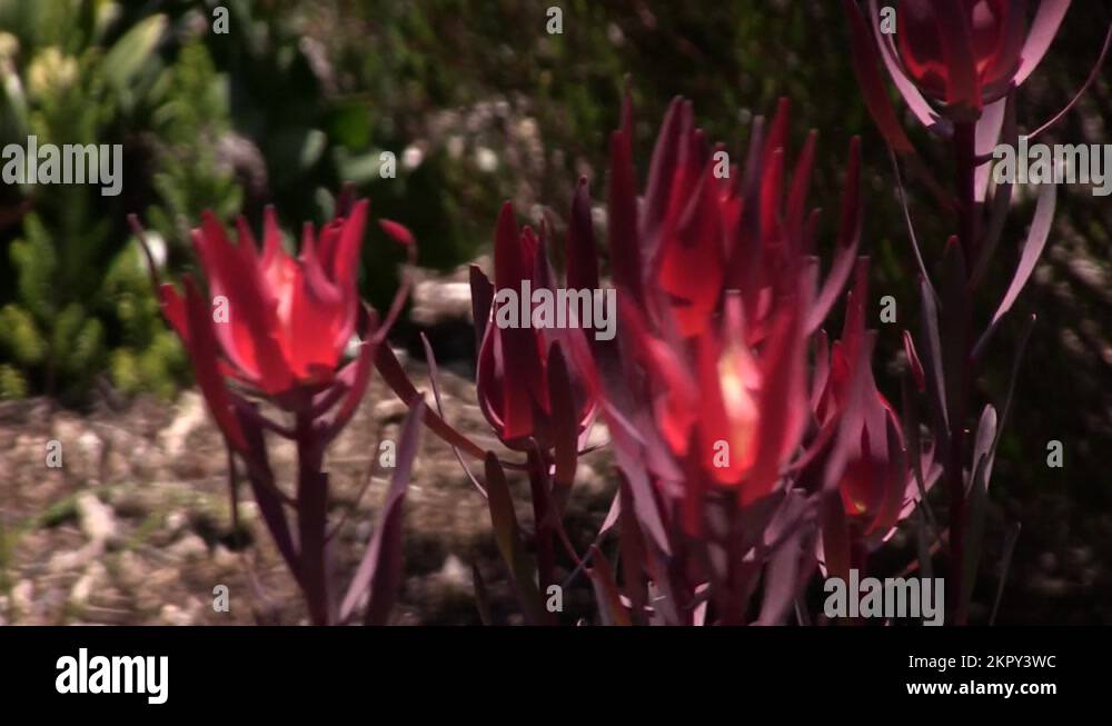 Fynbos indigenous flora Stock Videos & Footage - HD and 4K Video Clips ...
