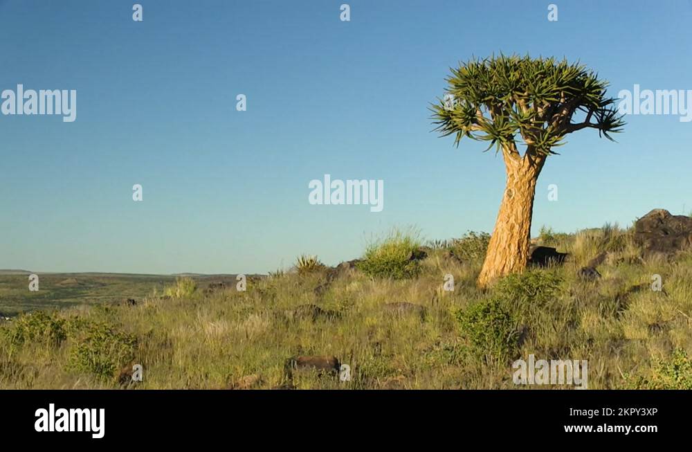 Quiver tree of the Northern cape, South Africa Stock Video Footage - Alamy