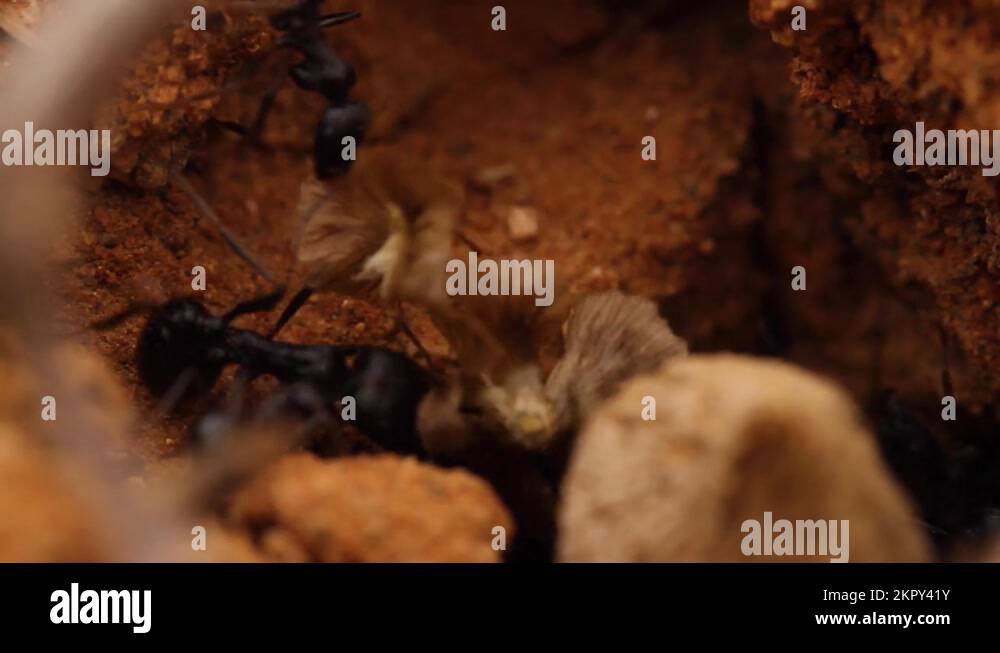 Ants foraging Stock Videos & Footage - HD and 4K Video Clips - Alamy