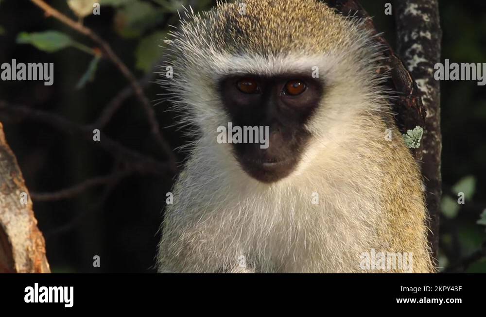 South africa monkeys Stock Videos & Footage - HD and 4K Video Clips - Alamy