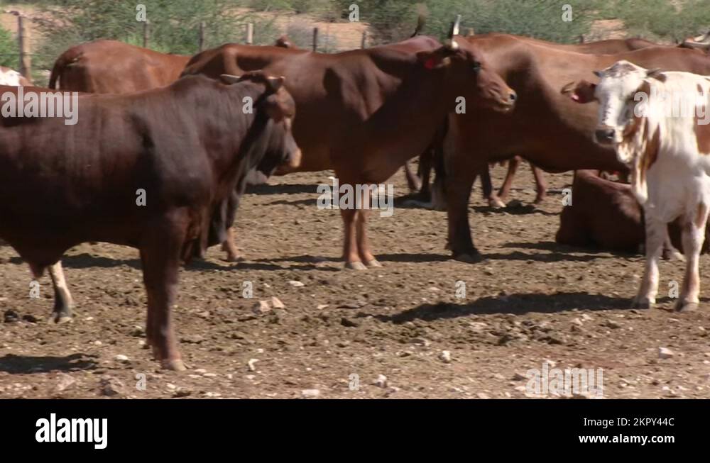 Kalahari farming Stock Videos & Footage - HD and 4K Video Clips - Alamy