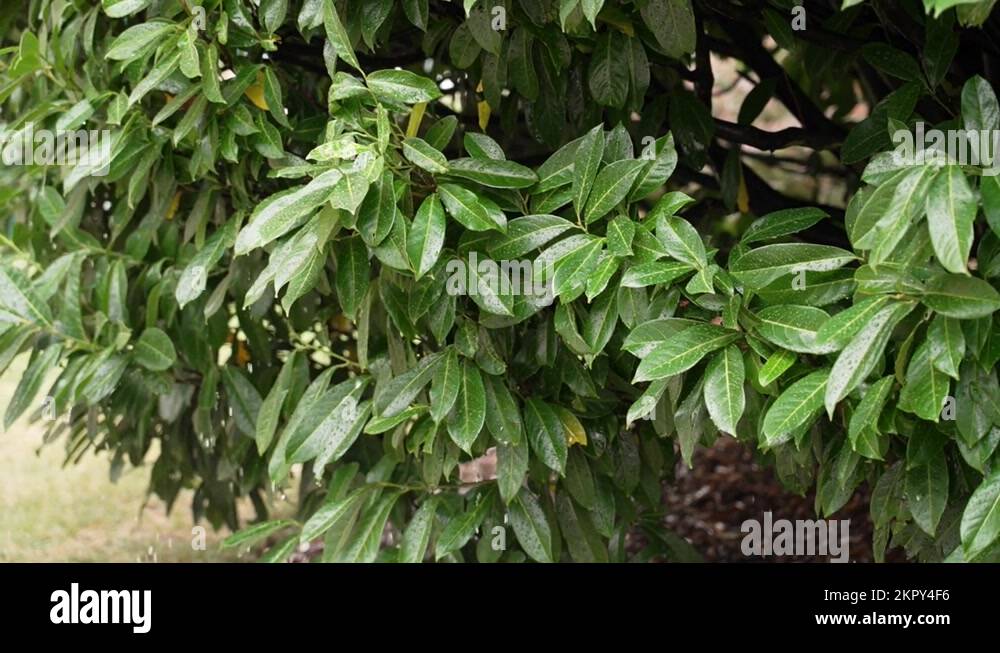 Drops of water dripping from watered green foliage of the magnolia tree ...