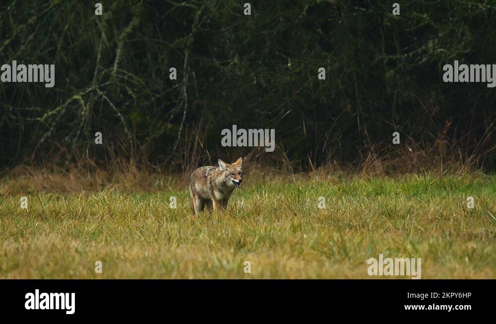 Coyote Pouncing after small rodents as it hunts, and Eating Stock Video ...