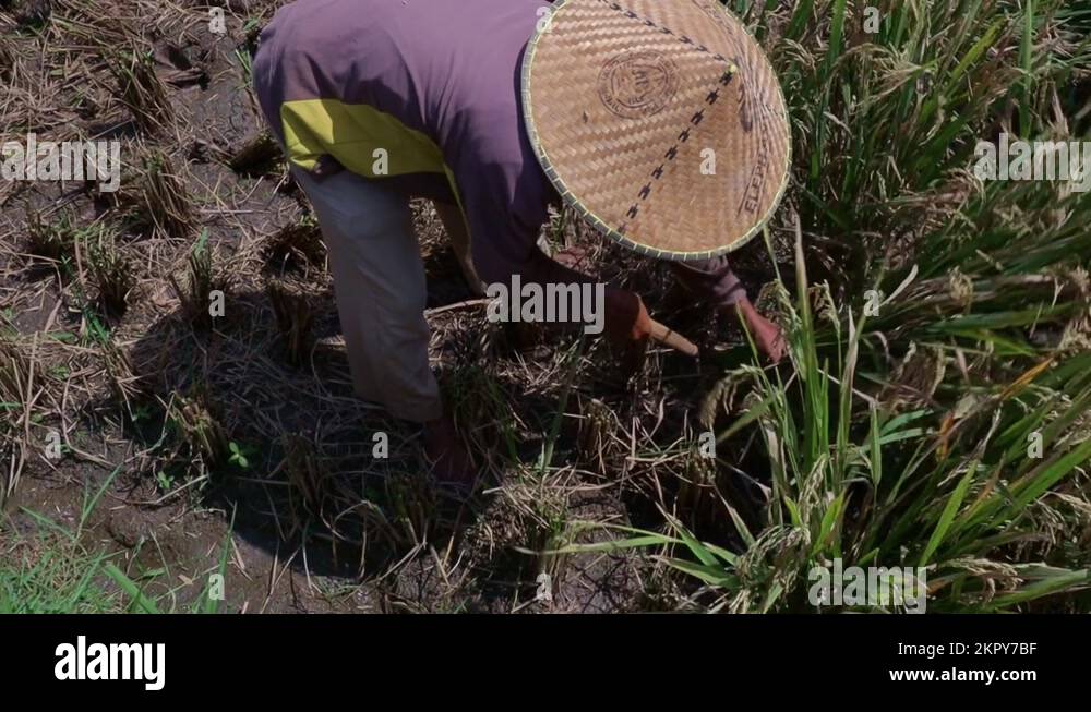 farmer threshing, hand picking rice at rice paddy, slow motion Stock ...