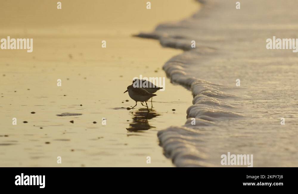 Strandlopers Stock Videos & Footage - HD and 4K Video Clips - Alamy