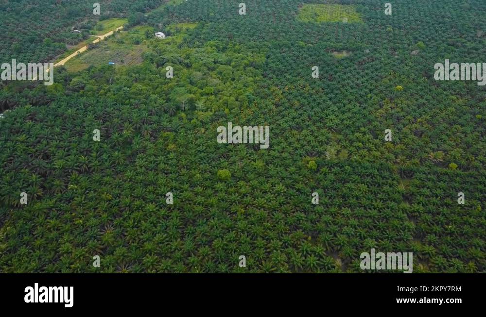 Cinematic drone footage of Oil Palm Plantation in Riau, Indonesia as the Stock Video Footage - Alamy