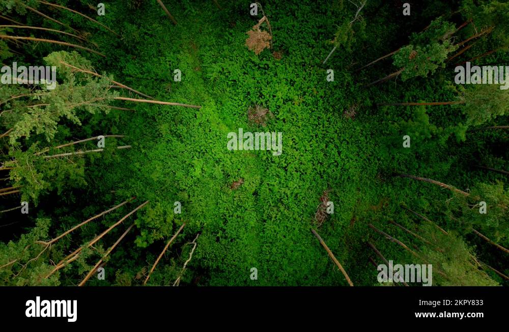 Trees in a circle Stock Videos & Footage - HD and 4K Video Clips - Alamy