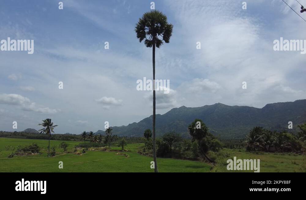 Palmyra palm tree Stock Videos & Footage - HD and 4K Video Clips - Alamy