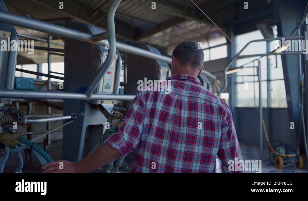 Farmer walking milking equipment rear view. Livestock worker check milk ...