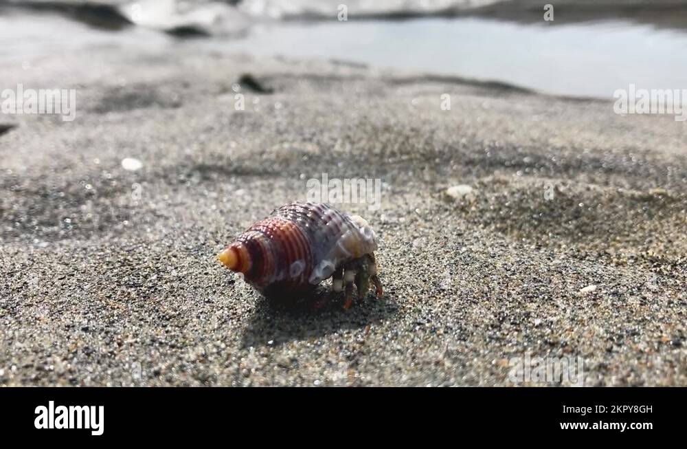 Turbinate Stock Videos & Footage - HD and 4K Video Clips - Alamy
