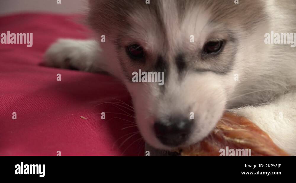 Husky markings Stock Videos & Footage - HD and 4K Video Clips - Alamy