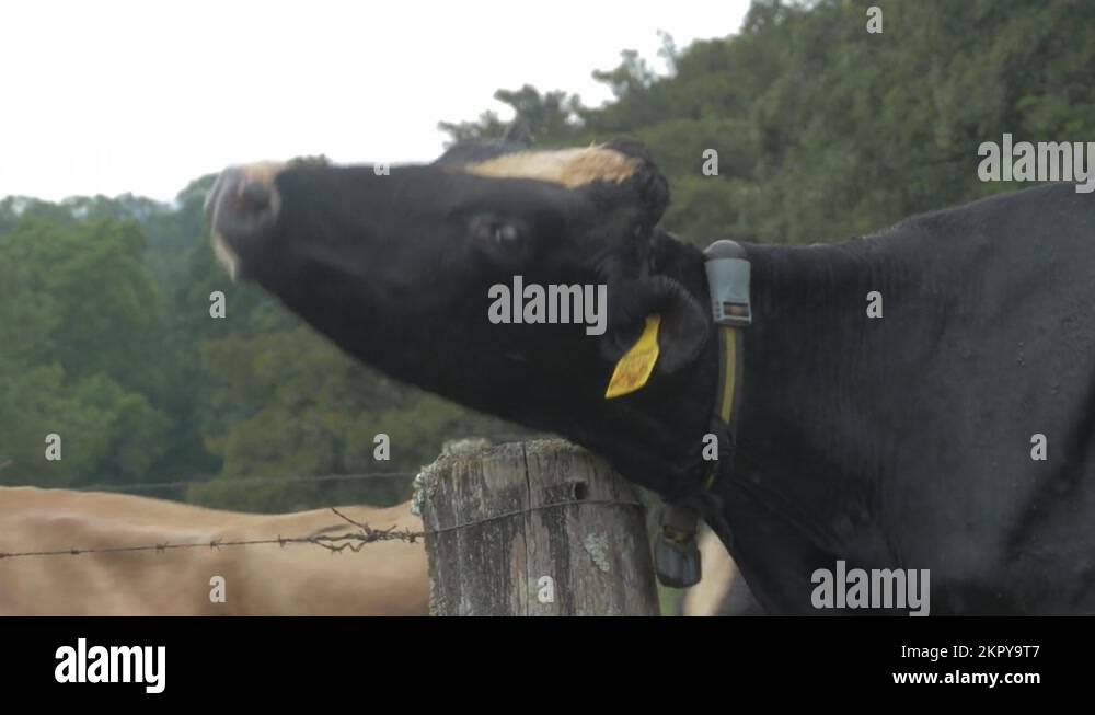 Cattle neck Stock Videos & Footage - HD and 4K Video Clips - Alamy