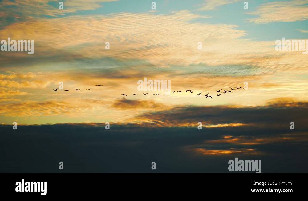 Bird migration art Stock Videos & Footage - HD and 4K Video Clips - Alamy