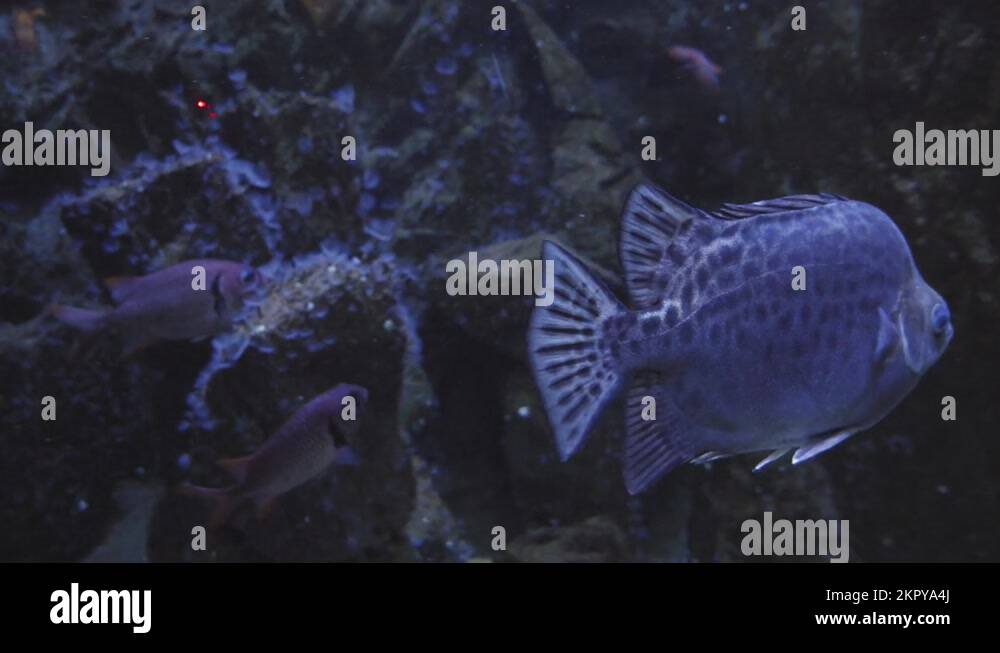 Spotted butterfish Stock Videos & Footage - HD and 4K Video Clips - Alamy