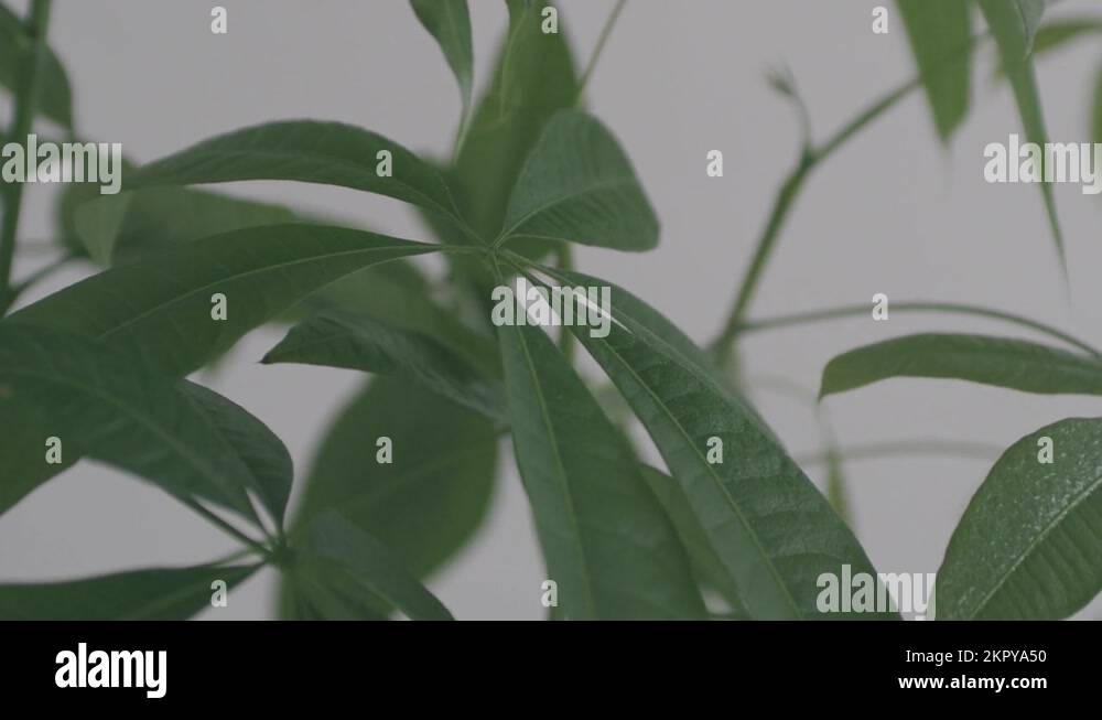 Pachira leaves Stock Videos & Footage - HD and 4K Video Clips - Alamy