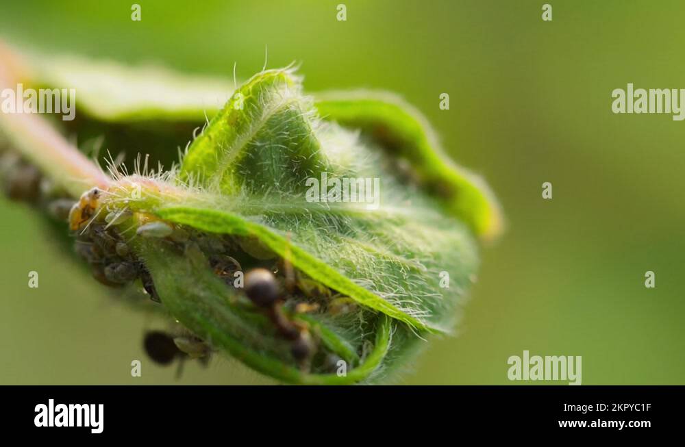 Aphid farming Stock Videos & Footage - HD and 4K Video Clips - Alamy