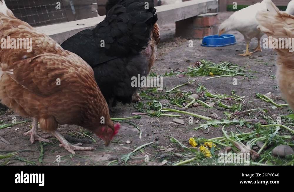 Fresh free range chickens Stock Videos & Footage - HD and 4K Video ...
