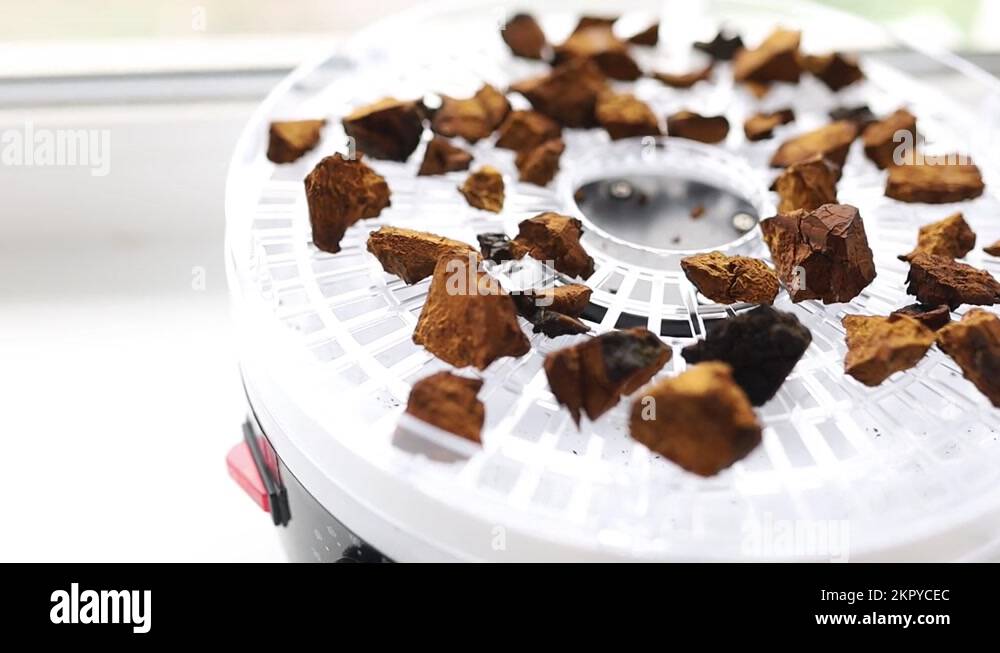 Medicinal mushrooms Stock Videos & Footage - HD and 4K Video Clips - Alamy