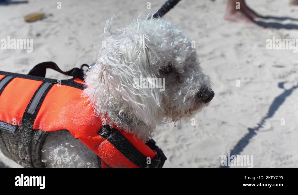 Baywatch dog Stock Videos & Footage - HD and 4K Video Clips - Alamy