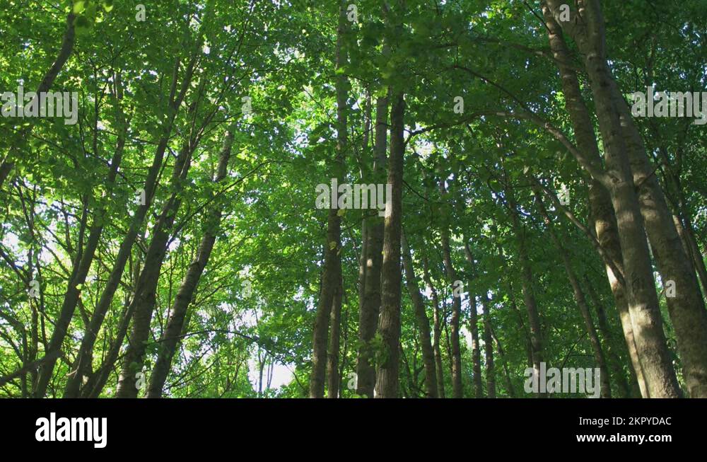 Green wild trees Stock Videos & Footage - HD and 4K Video Clips - Alamy
