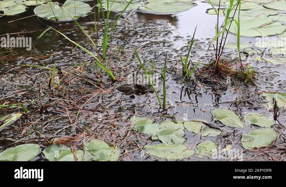 Frog lake canada Stock Videos & Footage - HD and 4K Video Clips - Alamy
