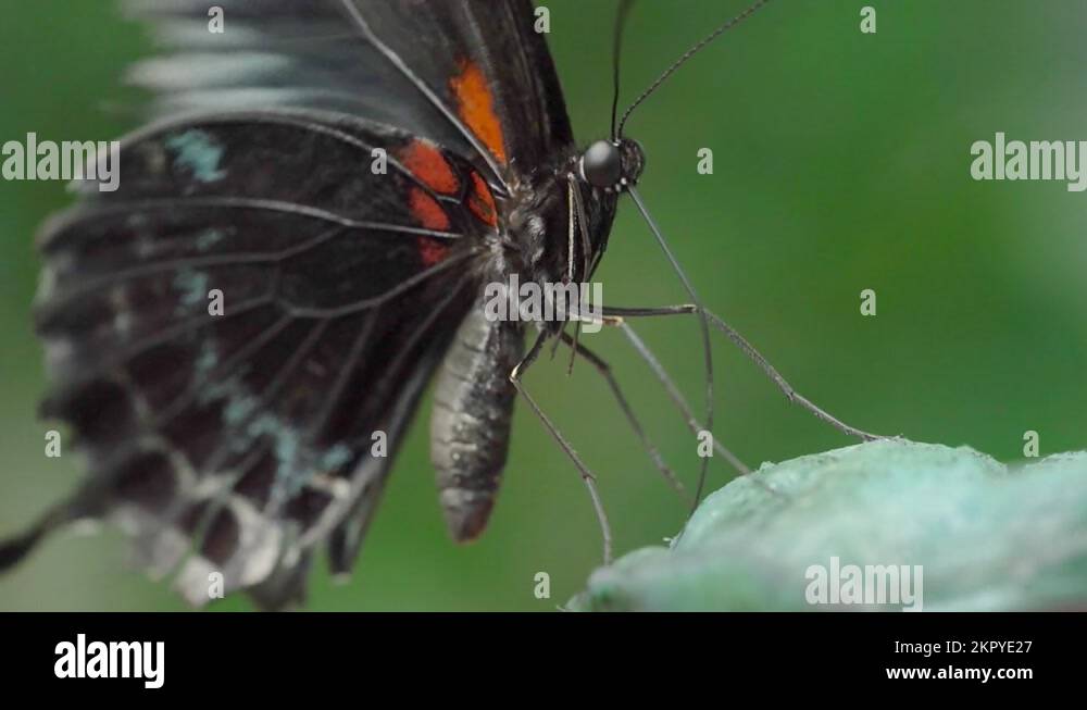 Great mormon butterfly papilio memnon Stock Videos & Footage - HD and ...