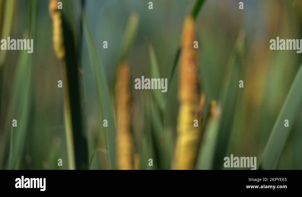 Close up typha leaves Stock Videos & Footage - HD and 4K Video Clips ...