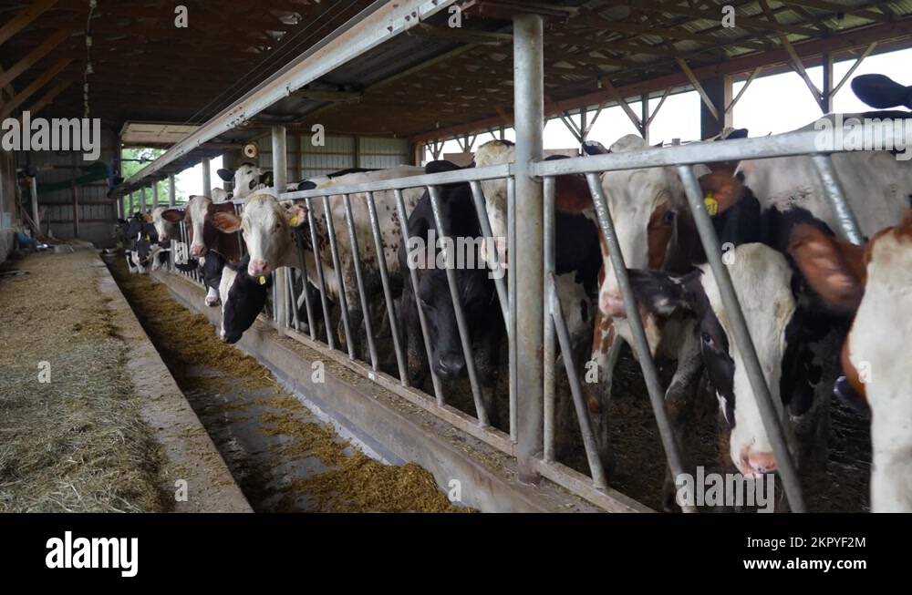 Dairy farming practices Stock Videos & Footage - HD and 4K Video Clips ...