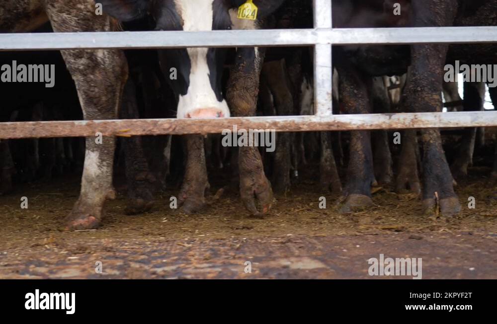 Dairy farm cows legs Stock Videos & Footage - HD and 4K Video Clips - Alamy