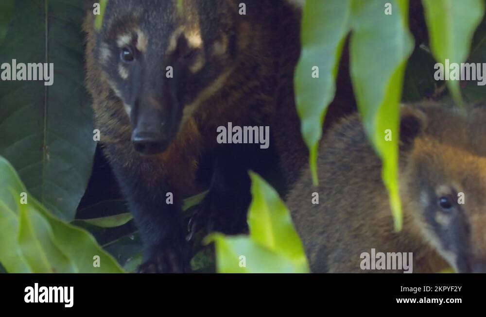 A gang of curious coati in the jungle trees of the Amazon rainforest ...