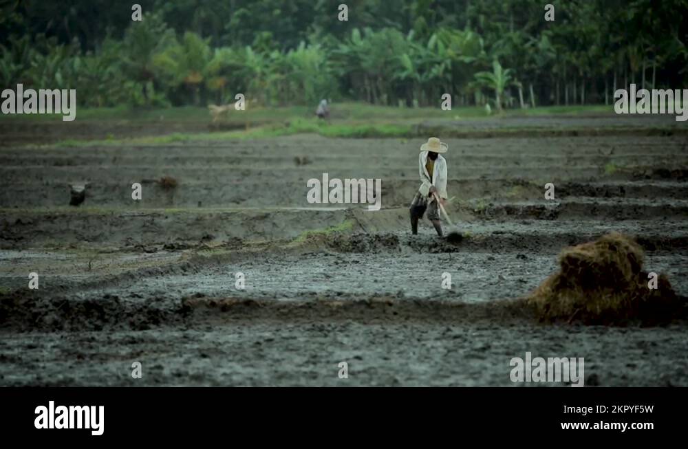 Rice production process Stock Videos & Footage - HD and 4K Video Clips ...