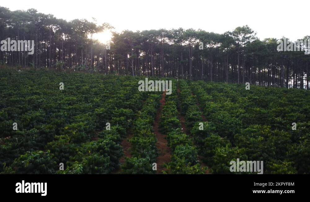 Plantation of pine trees Stock Videos & Footage - HD and 4K Video Clips ...