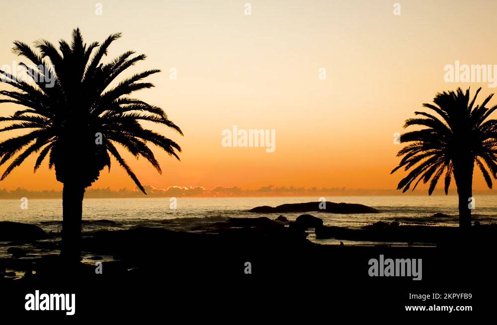 Cape town palm trees Stock Videos & Footage - HD and 4K Video Clips - Alamy