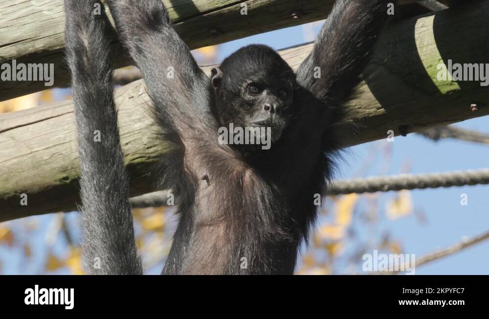 Zoo structure Stock Videos & Footage - HD and 4K Video Clips - Alamy