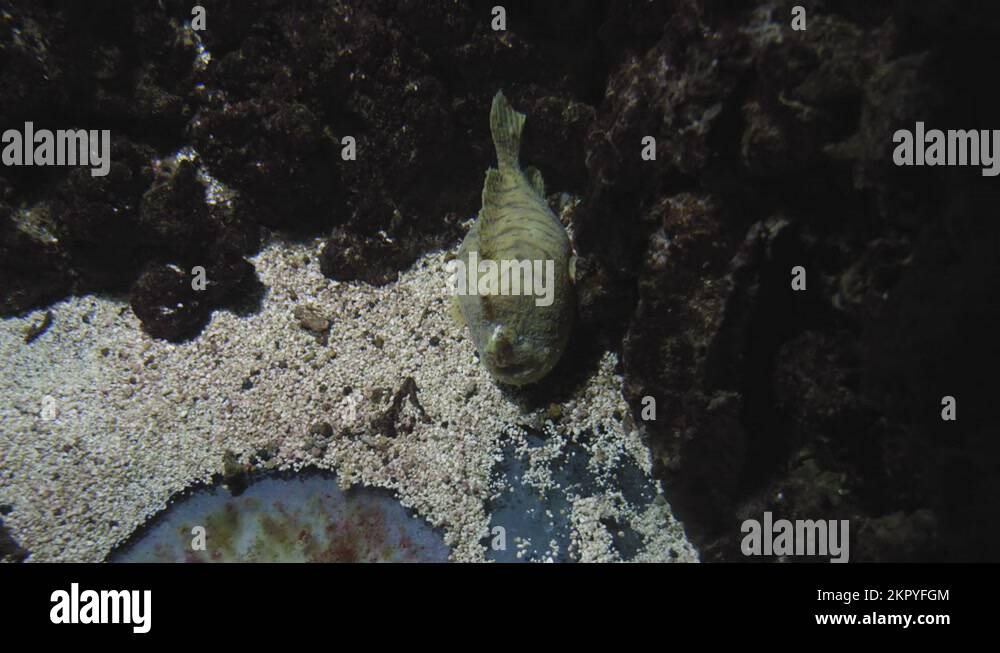 Bubblefish Stock Videos & Footage - HD and 4K Video Clips - Alamy