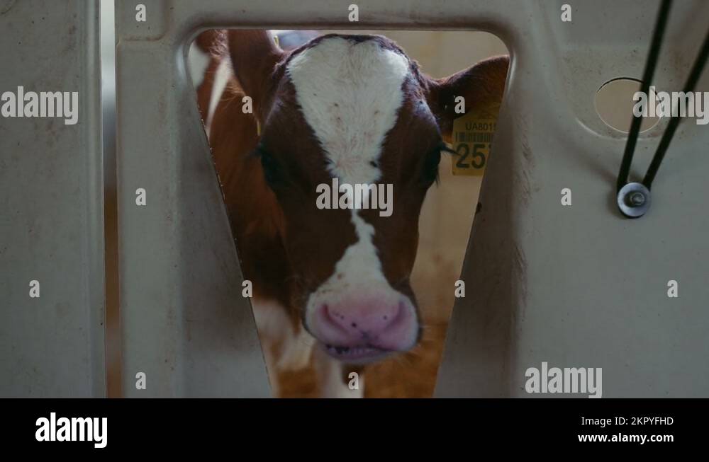 Cow lick Stock Videos & Footage - HD and 4K Video Clips - Alamy