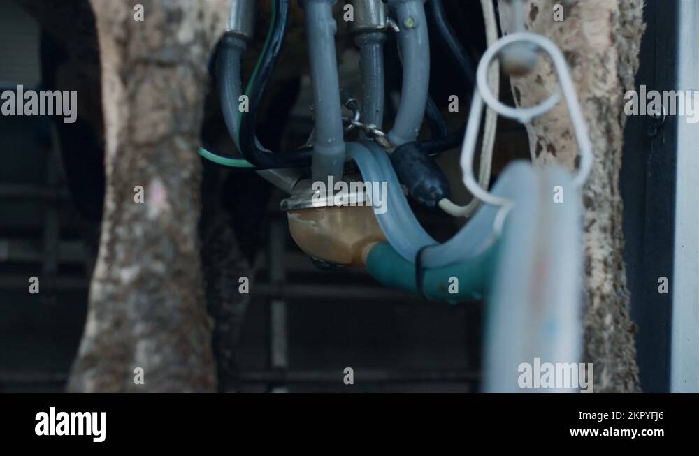 Modern milk pump technology in dairy farm close up. Cow milking system ...