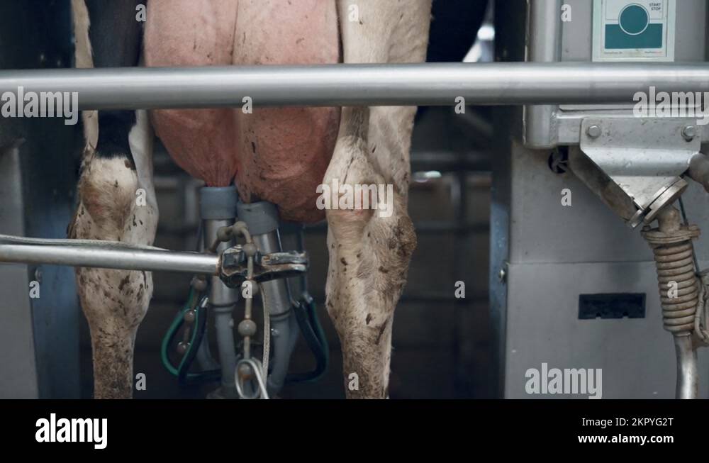 Automated cow milking process on robotic ranch with mechanical device ...