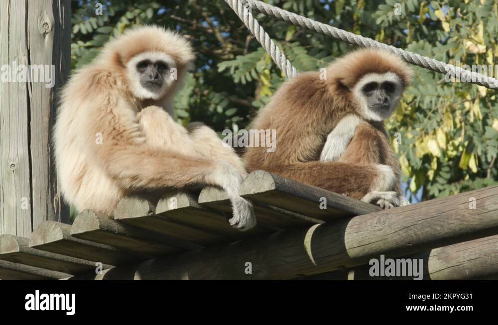 A pair of gibbons sitting on a wooden structure in a zoo. They are ...