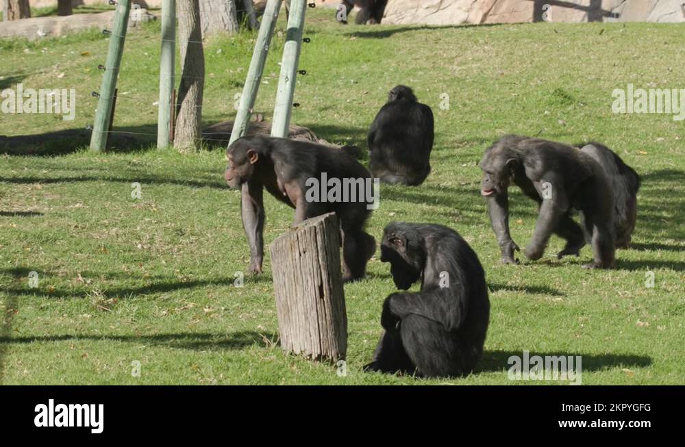 Chimpanzee group Stock Videos & Footage - HD and 4K Video Clips - Alamy
