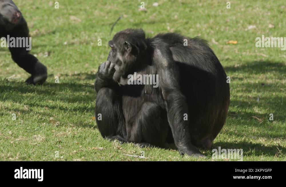A chimpanzee eating some grass while sitting down in a zoo enclosure ...