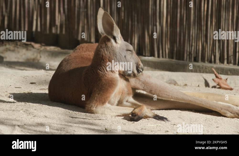 A red kangaroo basks in the sun in its enclosure at a zoo, surrounded ...